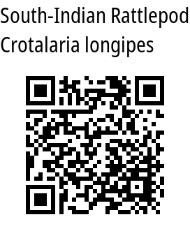 Crotalaria longipes - South-Indian Rattlepod