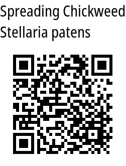 Stellaria patens - Spreading Chickweed