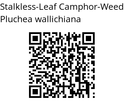 Pluchea wallichiana - Stalkless-Leaf Camphor-Weed