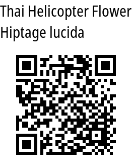 Hiptage lucida - Thai Helicopter Flower