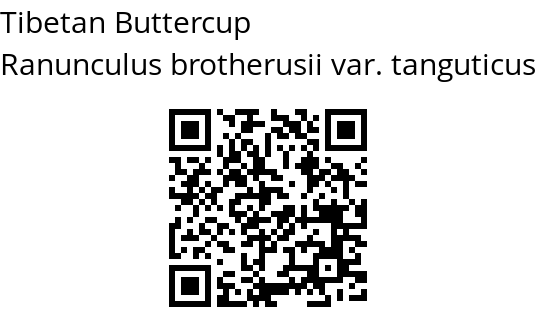 Ranunculus brotherusii var. tanguticus - Tibetan Buttercup