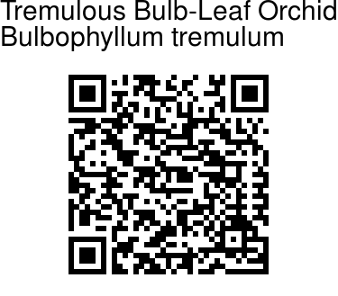 Bulbophyllum tremulum - Tremulous Bulb-Leaf Orchid