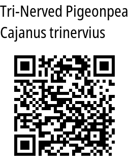 Cajanus trinervius - Tri-Nerved Pigeonpea