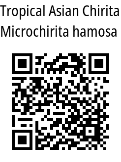 Microchirita hamosa - Tropical Asian Chirita