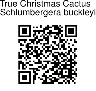 Schlumbergera buckleyi - True Christmas Cactus