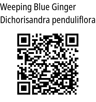 Dichorisandra penduliflora - Weeping Blue Ginger