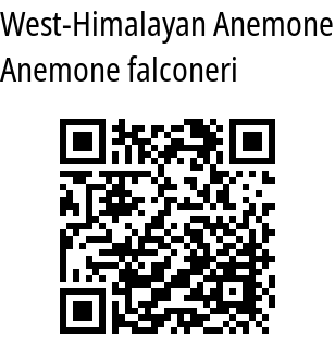 Anemone falconeri - West-Himalayan Anemone
