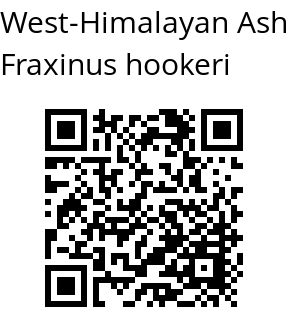 Fraxinus hookeri - West-Himalayan Ash