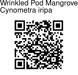 Cynometra iripa - Wrinkled Pod Mangrove