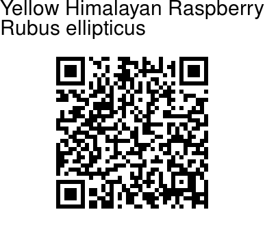 Rubus ellipticus - Yellow Himalayan Raspberry
