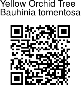 Bauhinia tomentosa - Yellow Orchid Tree