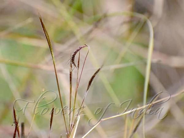 Dichanthium aristatum - Angleton Bluestem Grass