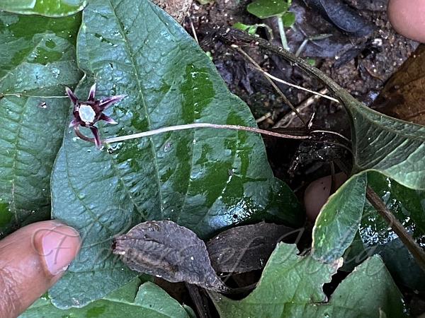 Trichopus zeylanicus - Arogya Pacha