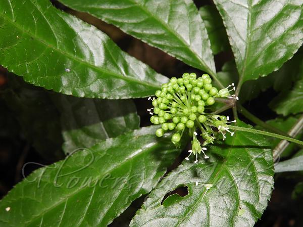 Panax arunachalensis - Arunachal Panax