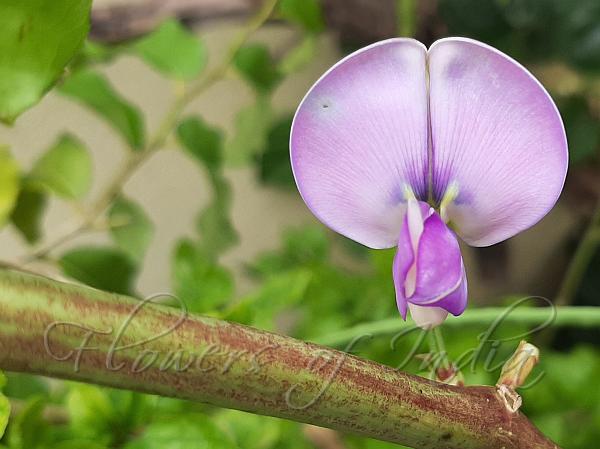 Cowpea Flower