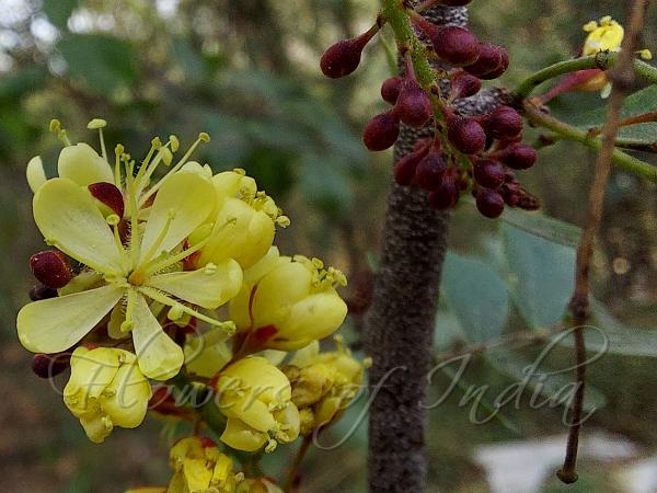 Haematoxylum campechianum - Bloodwood Tree