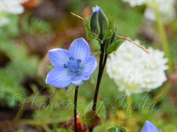 Lomatogonium carinthiacum - Blue Felwort