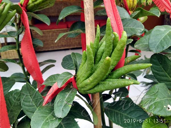 Citrus medica var. sarcodactylis - Buddha's Hand