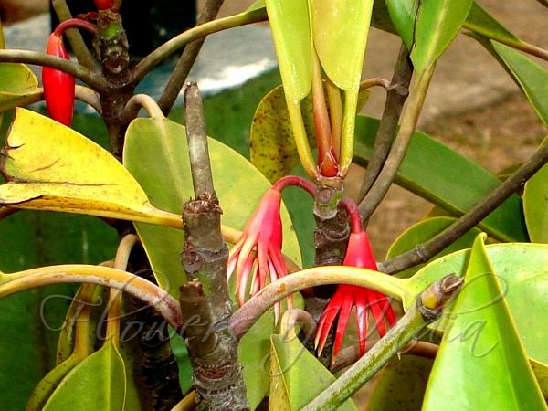 Bruguiera gymnorhiza - Burma Mangrove