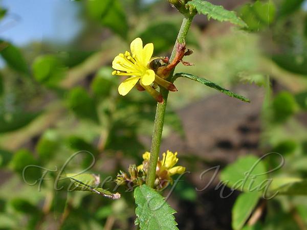 Triumfetta rhomboidea - Burr Bush