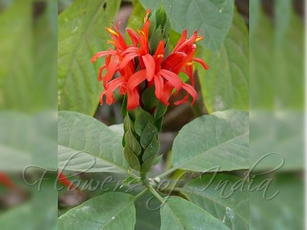 Pachystachys spicata - Cardinal's Guard