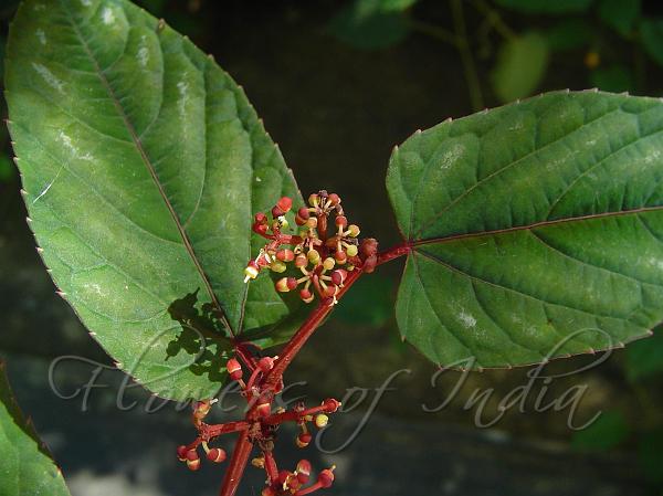 Cissus javana - Climbing Begonia