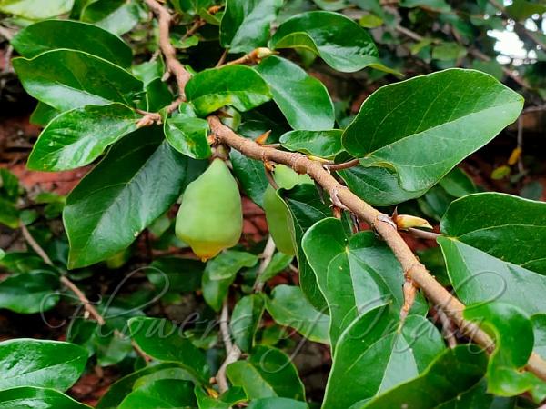 Ficus pumila - Climbing Fig