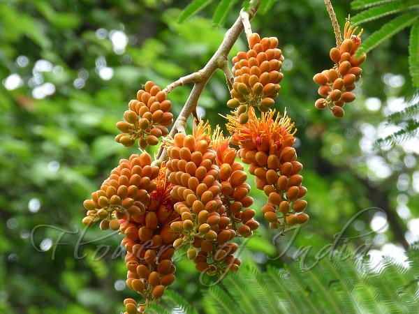Colvillea racemosa - Colville's Glory