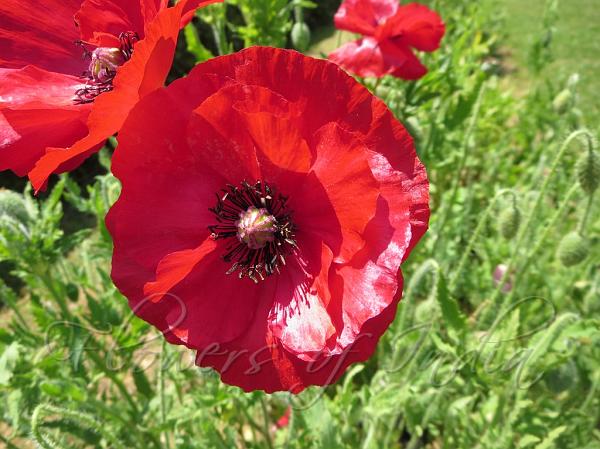Papaver rhoeas - Common Poppy
