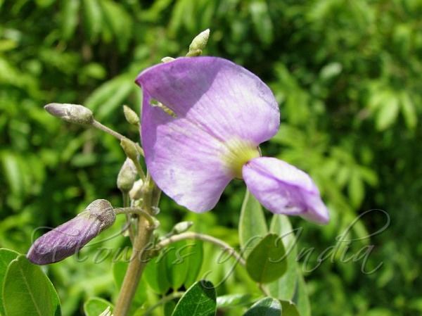 Mundulea sericea - Cork Bush