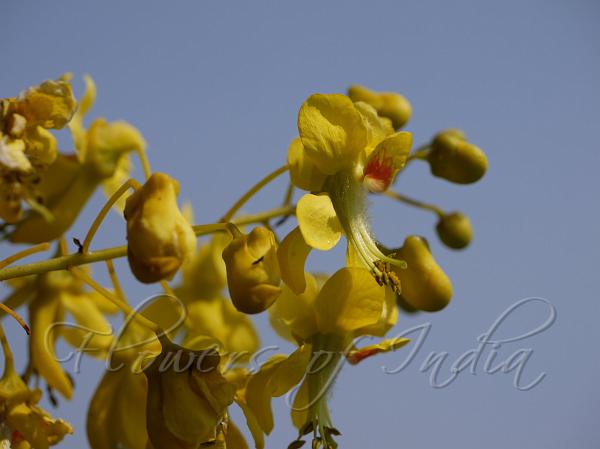 Caesalpinia crista - Crested Fever Nut