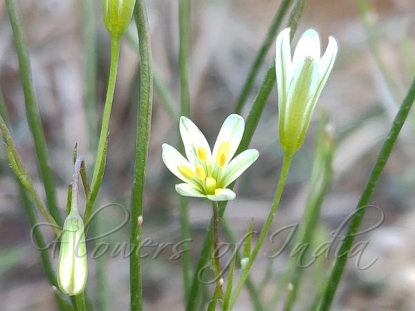 Nothoscordum bivalve - Crow Poison