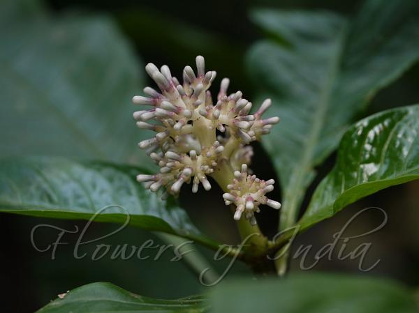 Chassalia curviflora var. ophioxyloides - Curved Flower Snake Chassalia