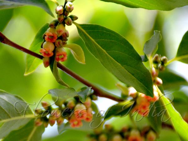 Diospyros lotus - Date Plum