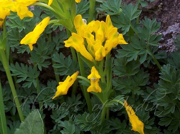 Corydalis govaniana - Dense-Raceme Corydalis