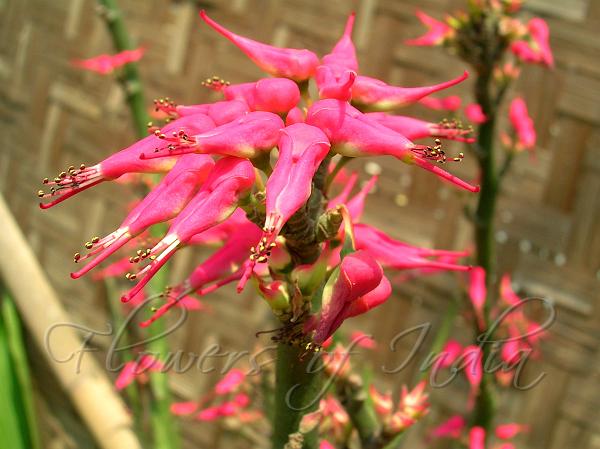Pedilanthus tithymaloides - Devil's Backbone