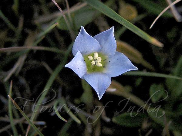 Lomatogonium brachyantherum - Dwarf Felwort