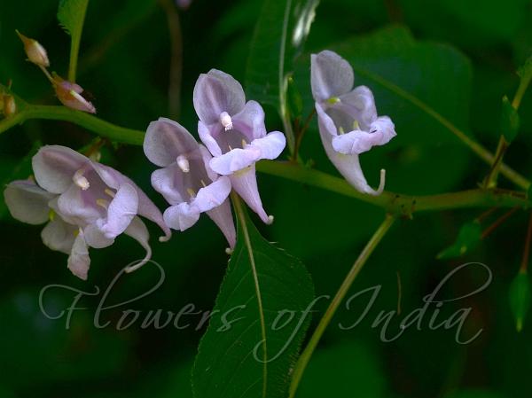 Impatiens florigera - East-Himalayan Flowering Balsam
