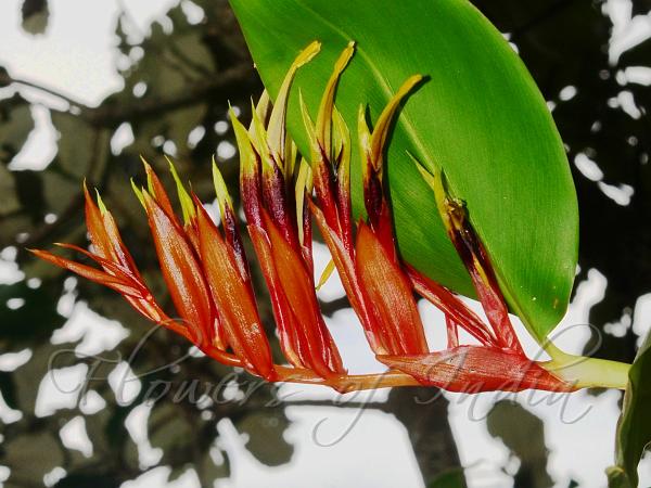 Rhynchanthus longiflorus - East-Indian Beak-Flower