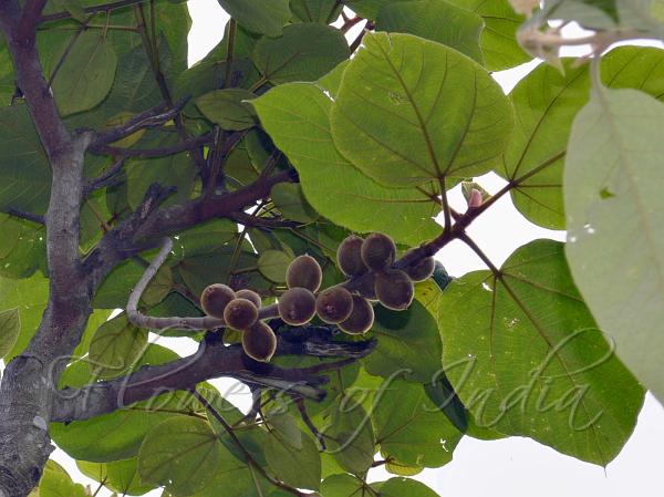 Ficus simplicissima - East-Indian Hairy Fig