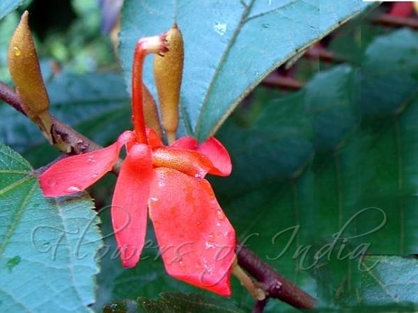 Helicteres isora - East-Indian Screw Tree