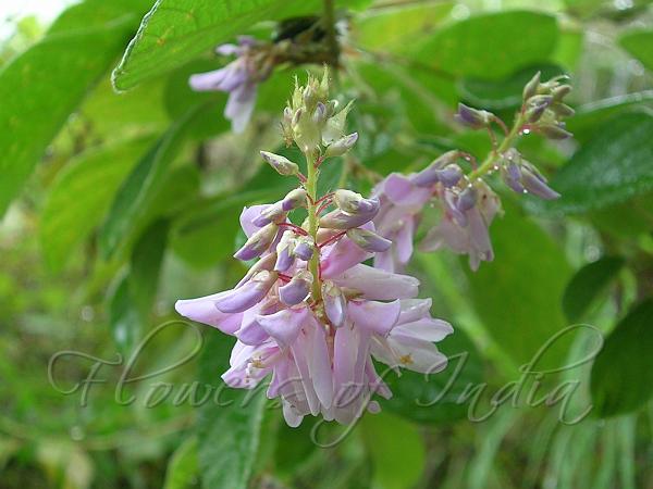Ototropis elegans - Elegant Desmodium