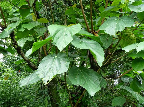 Ficus auriculata - Elephant Ear Fig