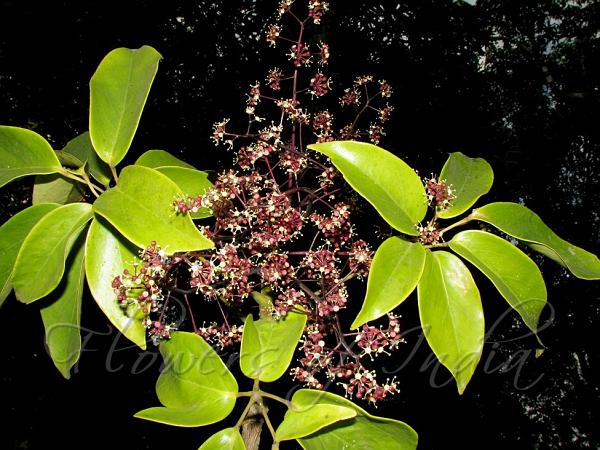 Heptapleurum ellipticum - Elliptic-Leaved Schefflera