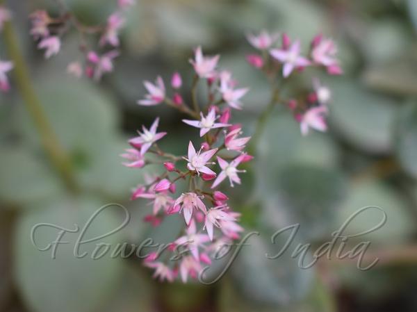 Crassula multicava - Fairy Crassula