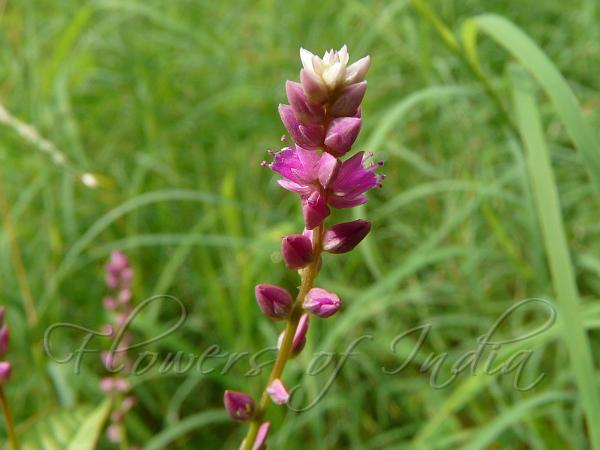 Digera muricata - False Amaranth