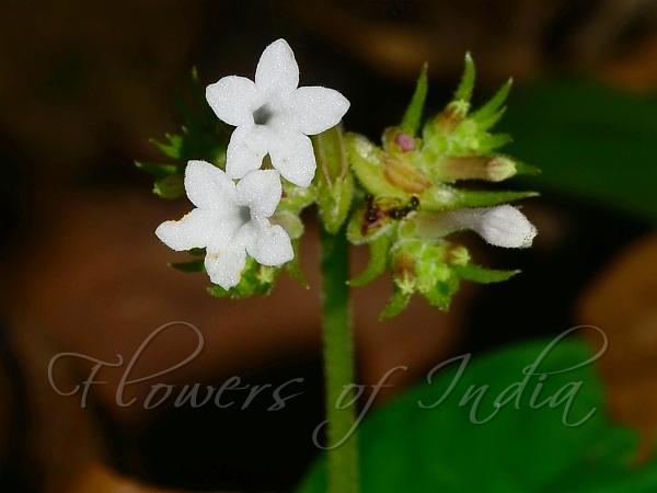 Ophiorrhiza fasciculata - Fascicled-Flower Snake-Root