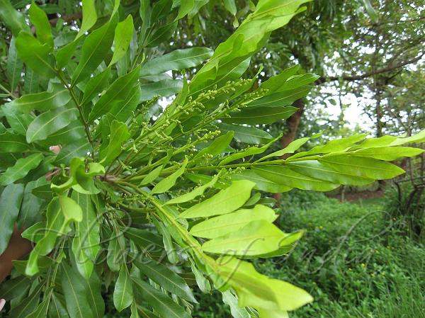 Filicium decipiens - Fern Tree
