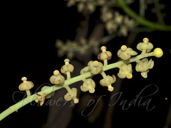 Anamirta cocculus - Fish Berry