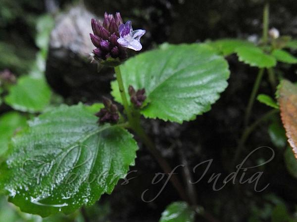 Epithema carnosum - Fleshy Epithema